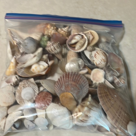 Other | Shells Shells Shells Gallon Bag Of Shells | Poshmark